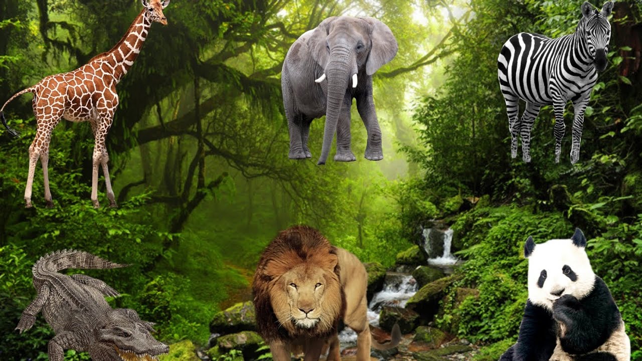 Animal video Animal beautiful voice and Animal nema lion Panda elephant ...