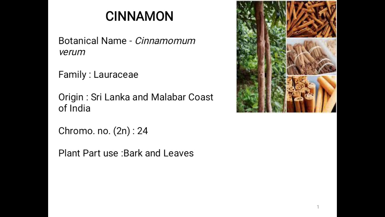 Cultivation practices of cinnamon - YouTube