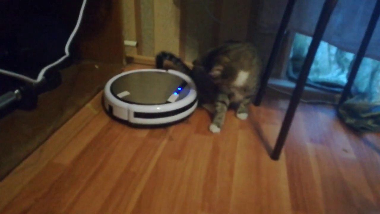 Sonya and a robot vacuum - YouTube