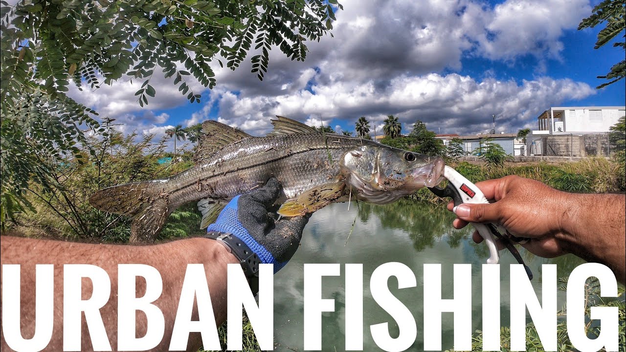Pesca de Sabalo y Robalo en zona Urbana / Urban fishing for Snook and ...