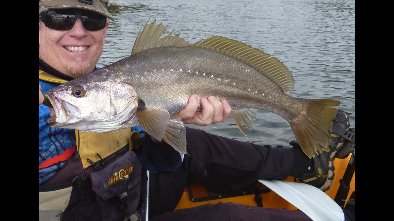 Jewfish on Zman MinnowZ - Estuary Kayak Fishing Qld - Mulloway and ...