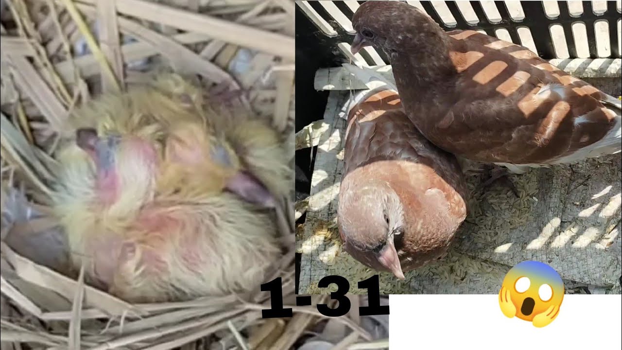 Baby pigeon transformation. Day 1-31 - YouTube
