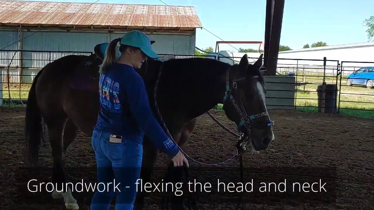 Adult beginner Western Riding lessons - Groundwork for respect and ...