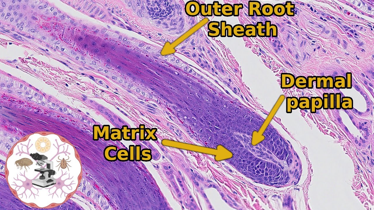 Hair Follicle Histology - A Hair Bulb Moment - YouTube