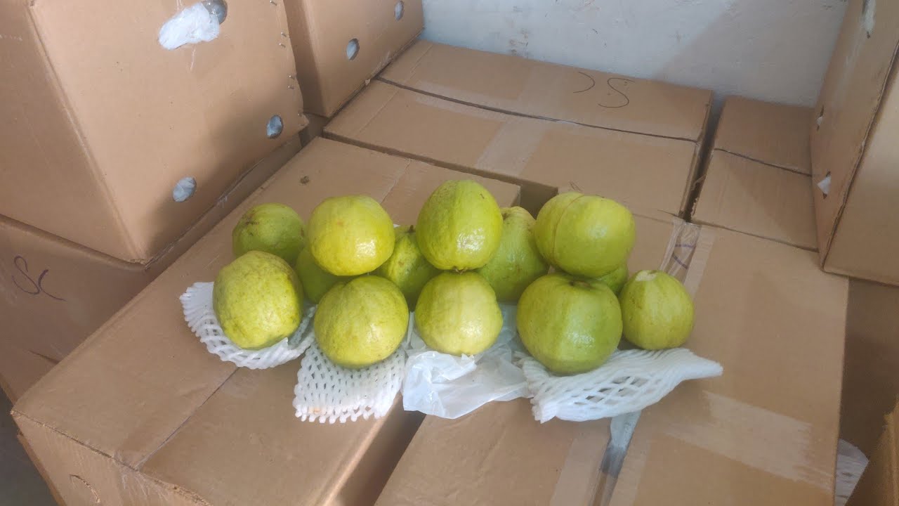 11 December 2023 Chopra farm jam amrud wholesale price garden price ...