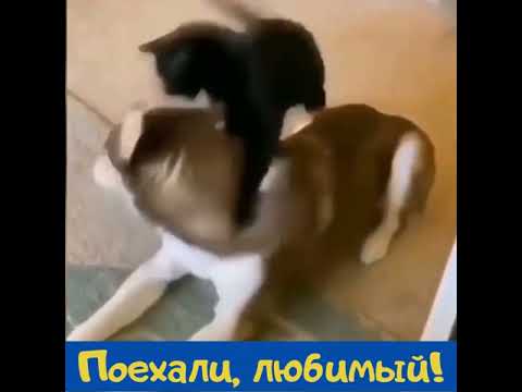 Котик оседлал собаку) У кота не получилось)
