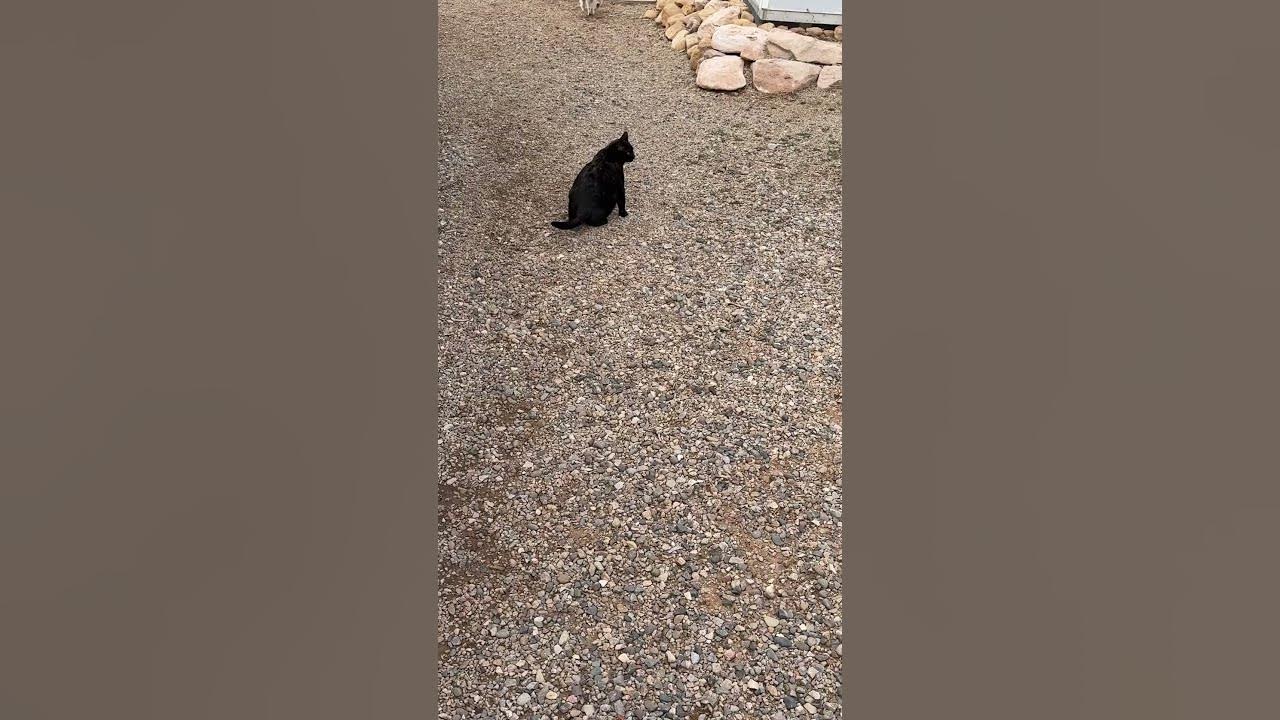 Excited Zoey, skipping Maggie-Mae and unamused. #cats #dogs #catshorts #cat #dog #mycat # ...