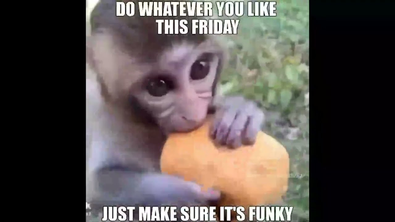 FUNKY MONKEY FRIDAY - YouTube