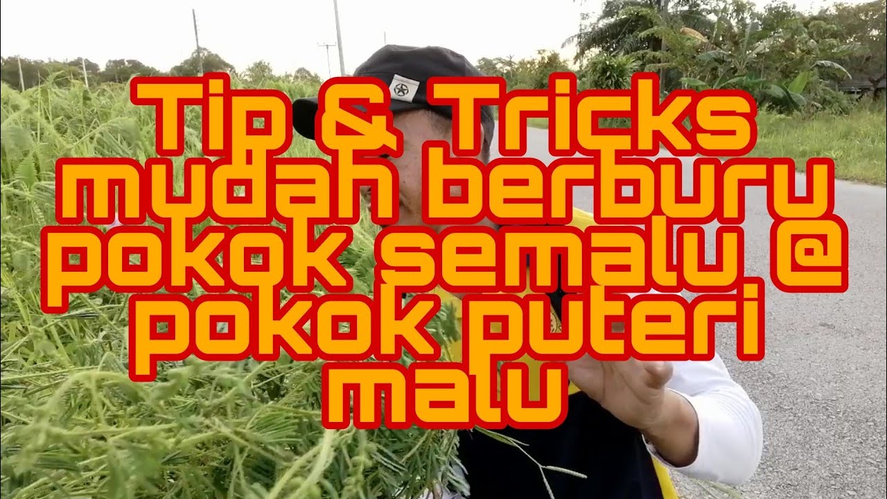 Tip mudah Berburu bahan bonsai Pokok semalu @ puteri malu - YouTube