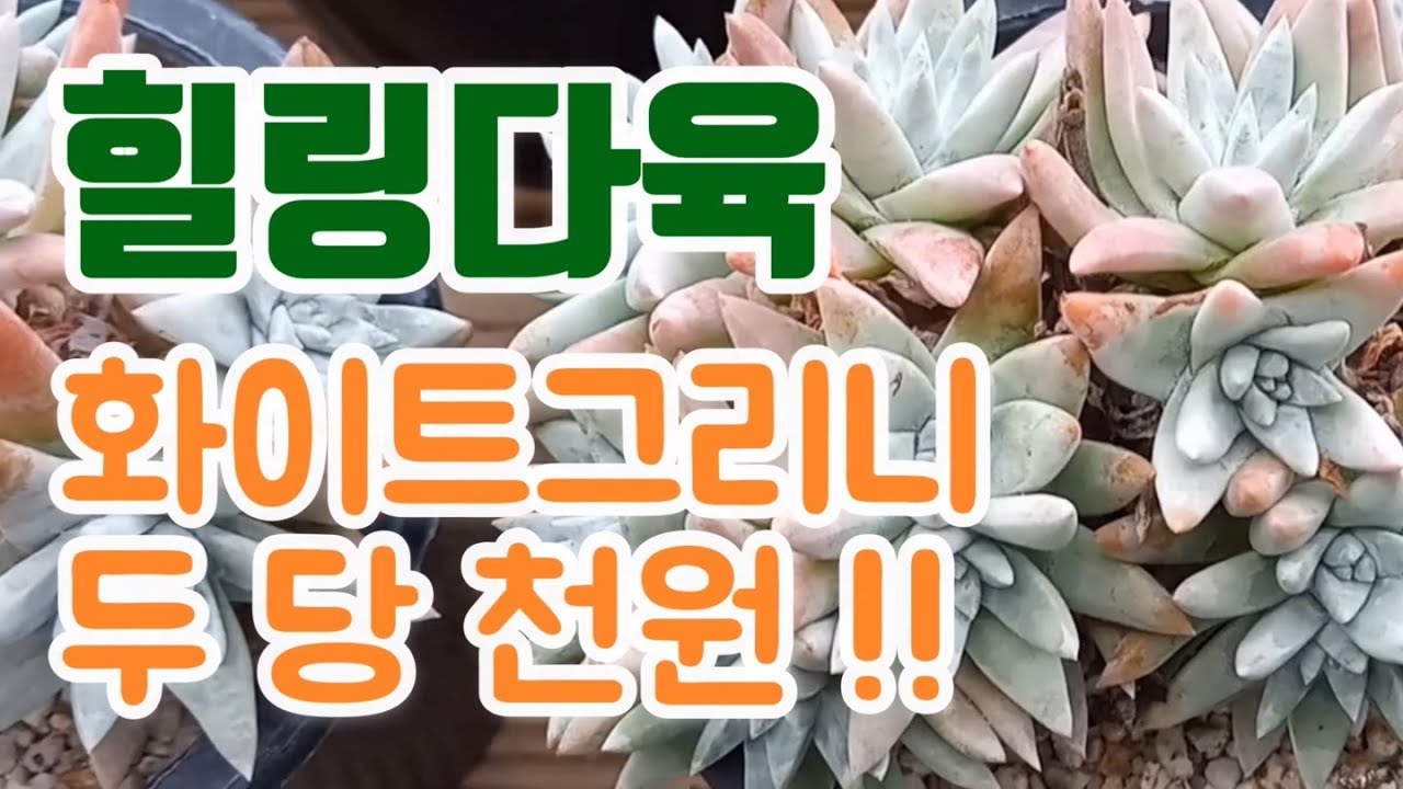 힐링다육 화이트그리니 완전 추천 ⭐️ 울산 다육농장 다육이 키우기 다육농장 추천 화이트그리니 Youtube