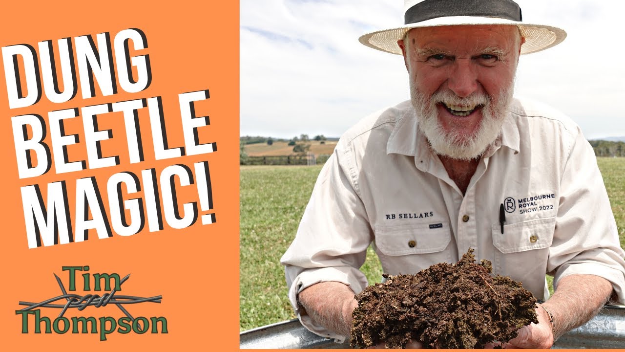 Dung Beetle Magic! - YouTube