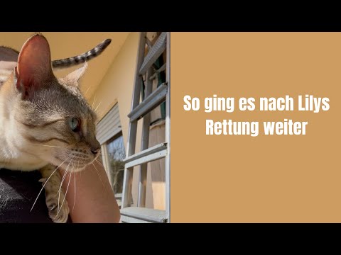 So ging es nach Lilys Rettung weiter #katzenvideos #katze #katzen #miau #katzenaufyoutube 