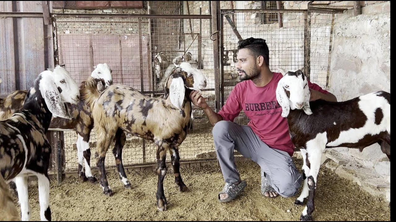 Gujri goat full quality goat - YouTube