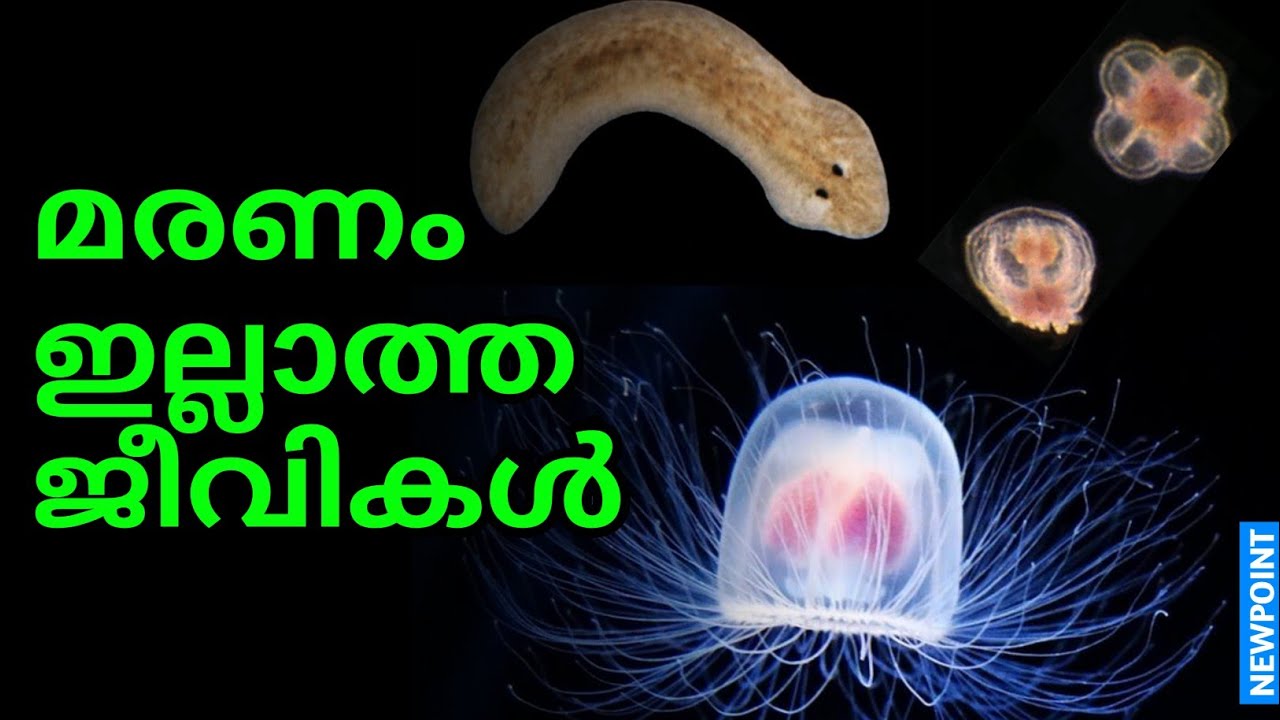 Deathless animals on earth | in malayalam Newpoint | Jijo - YouTube