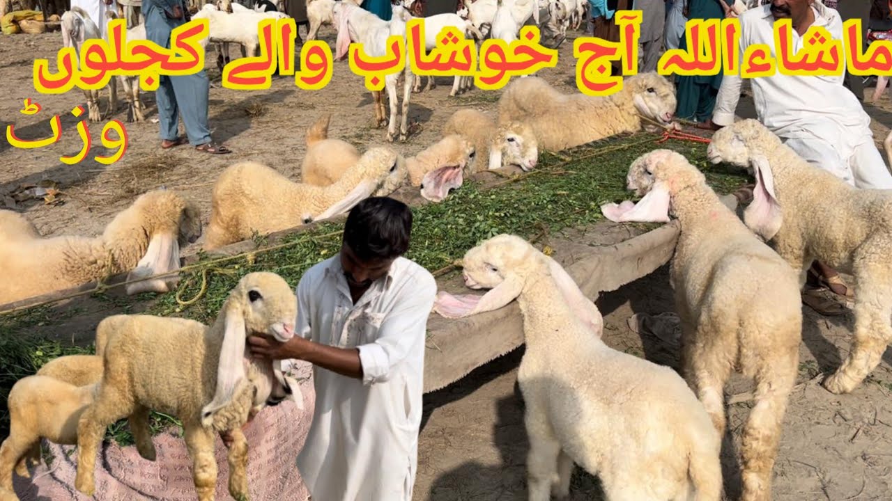 MashaAllah today visited Khushabi Kajle Sheep |Sheep farming in ...
