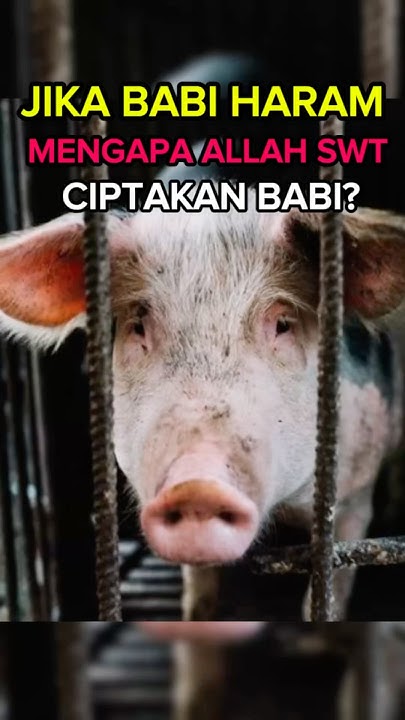 JIKA BABI HARAM MENGAPA ALLAH SWT CIPTAKAN BABI? #inspirasikehidupanislami - YouTube