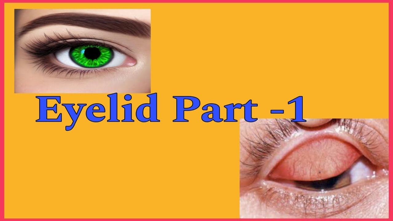 eye lid part 1,eye anatomy, palpebrae - YouTube