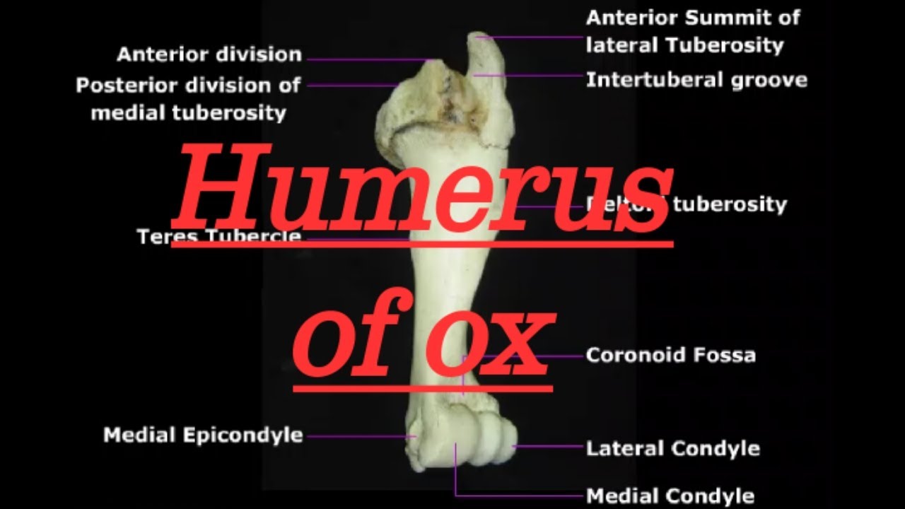 Humerus of ox /ox humerus - YouTube