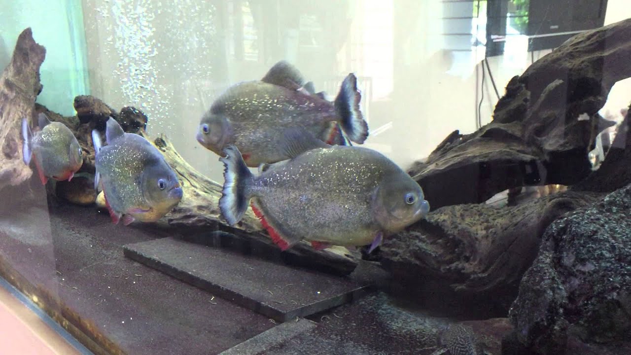 pygocentrus cariba - YouTube