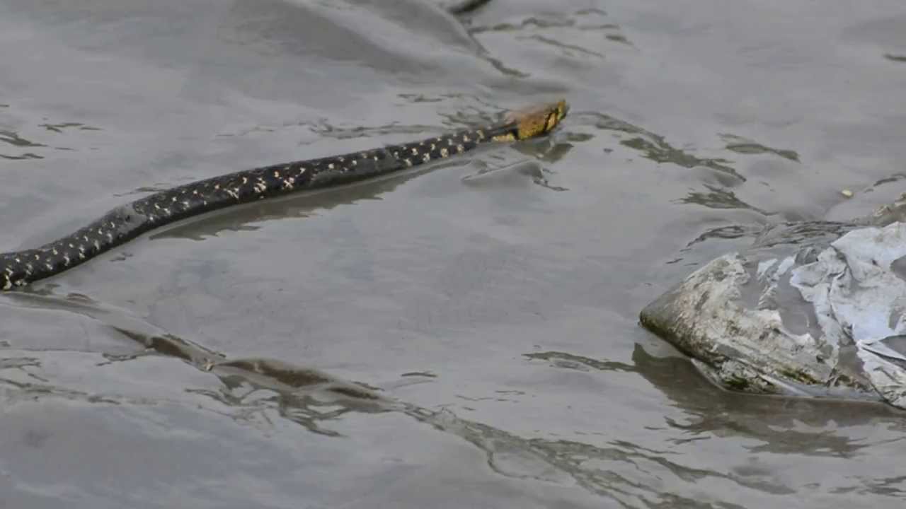Checkered Keelback (water snake) spotted in Mangroves at Mumbai - YouTube