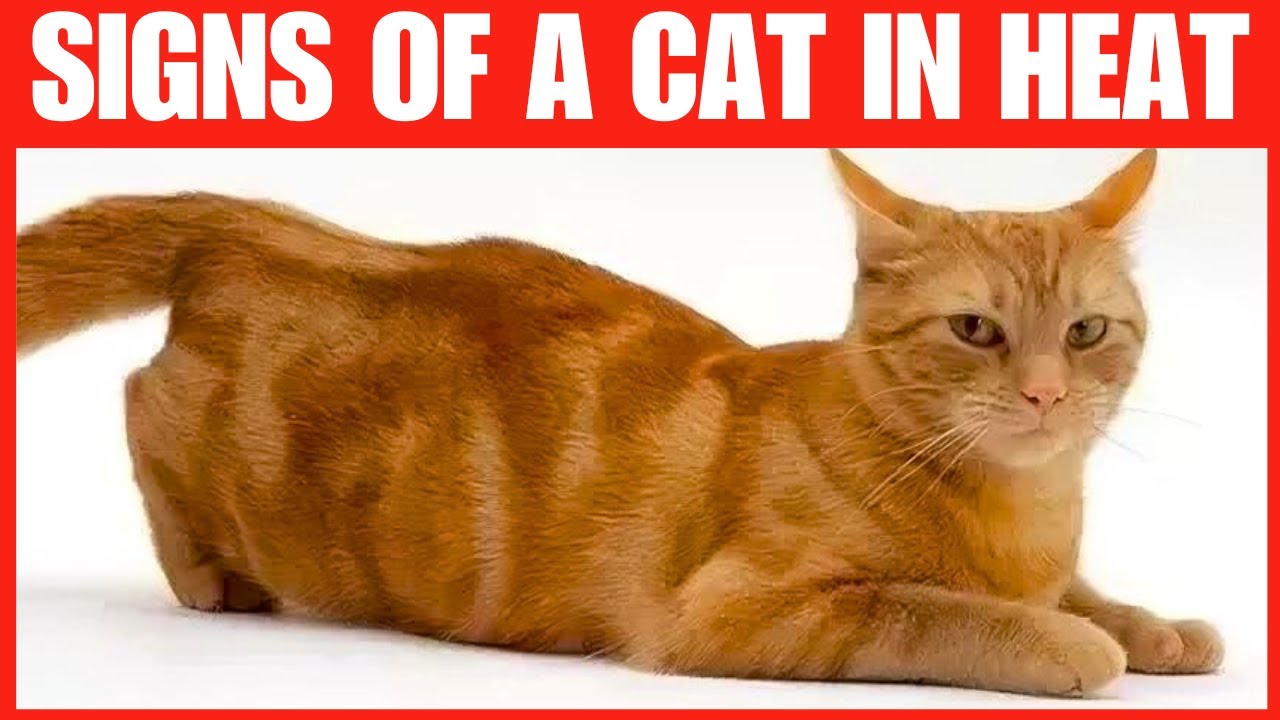 How to Help a Female Cat in Heat - YouTube