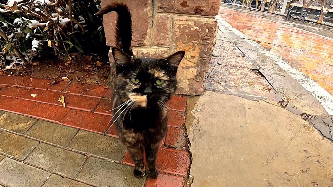 Incredibly amazing tortoiseshell kitten with a beautiful innocent face ...