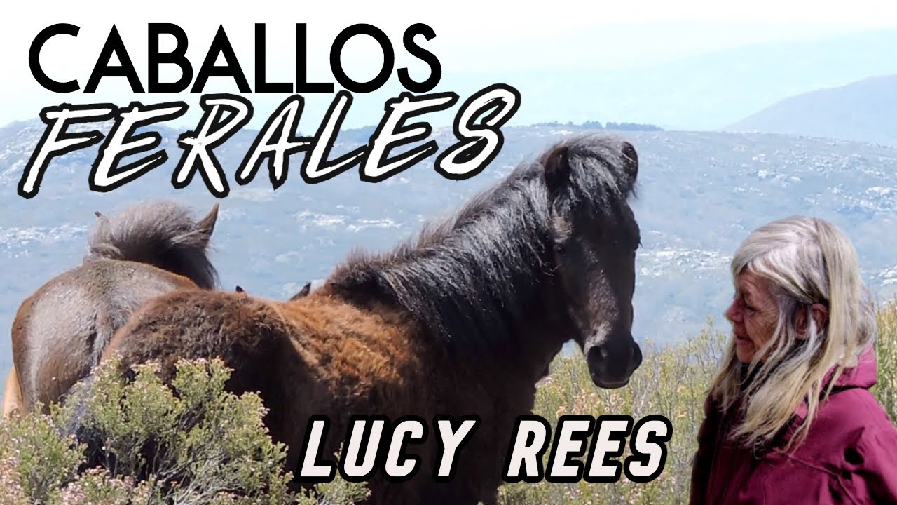 La FERALIZACIÓN del CABALLO | Lucy Rees (Etóloga equina) - YouTube