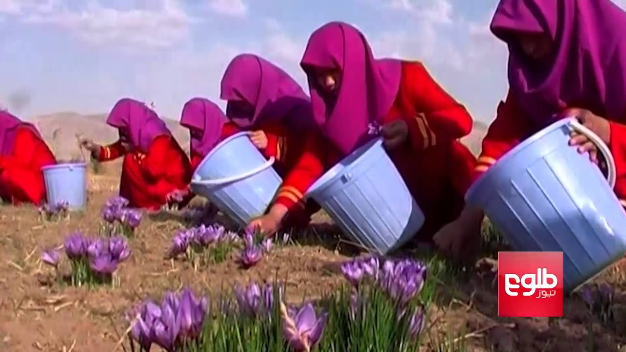 Afghanistan To Harvest 4,000 kg Saffron This Year: Ministry - YouTube