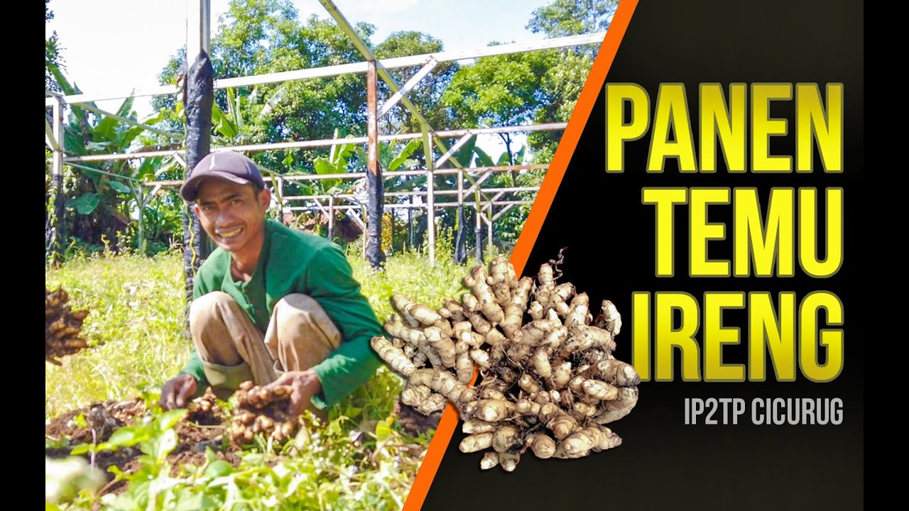 Panen Temu Ireng di IP2TP Cicurug - YouTube