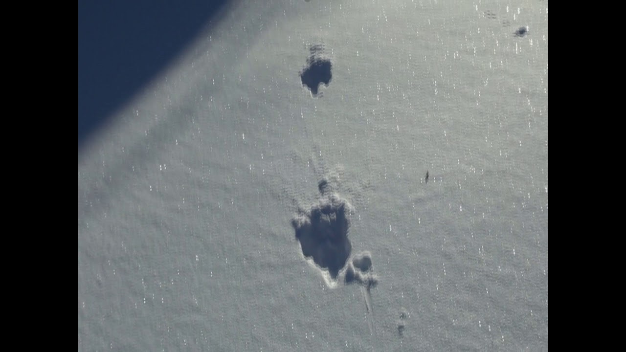 Cryptid Tracks in Snow -- Part 2, Pirates on the Farm -- Capt. Mike, Ye ...