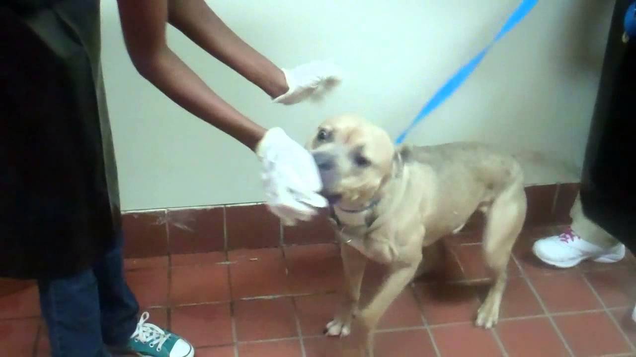 Meet JUNIOR a Terrier American Pit Bull currently available for ...