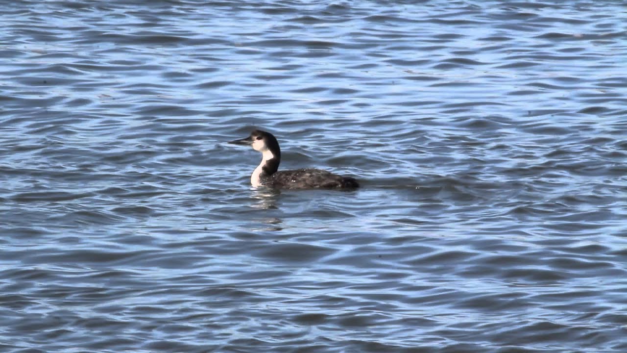 Common Loon tremolo call - YouTube