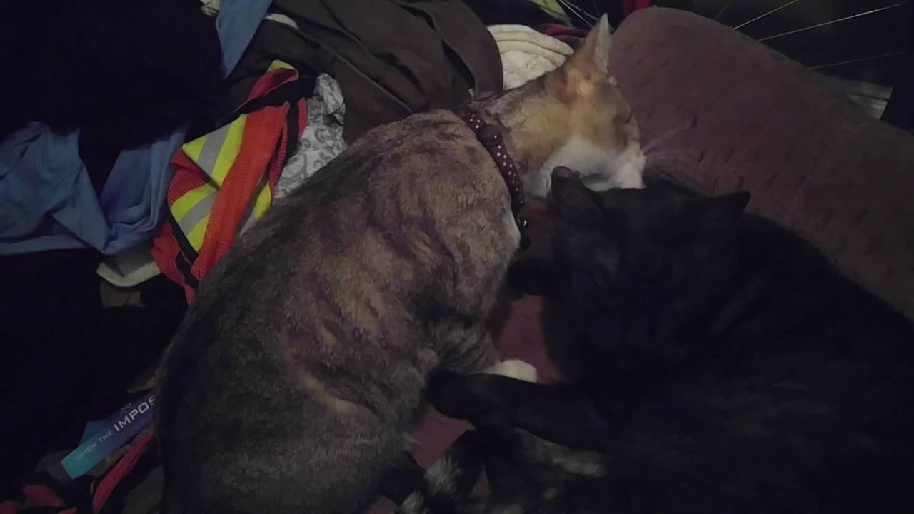 Gladys and Bat grooming - YouTube