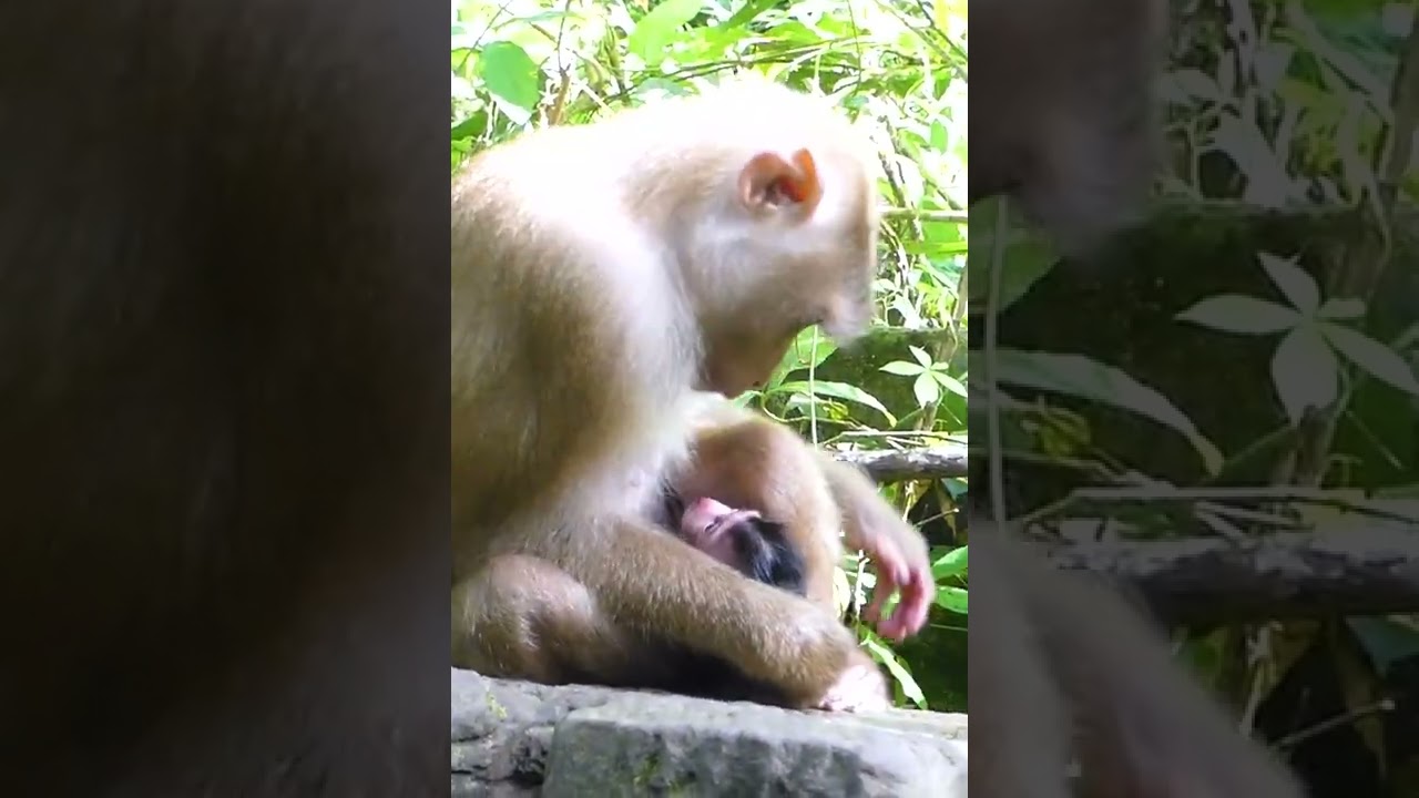 Lovely Abandon Monkey - Enjoy Watching Orphan Baby Monkey In Wild ...