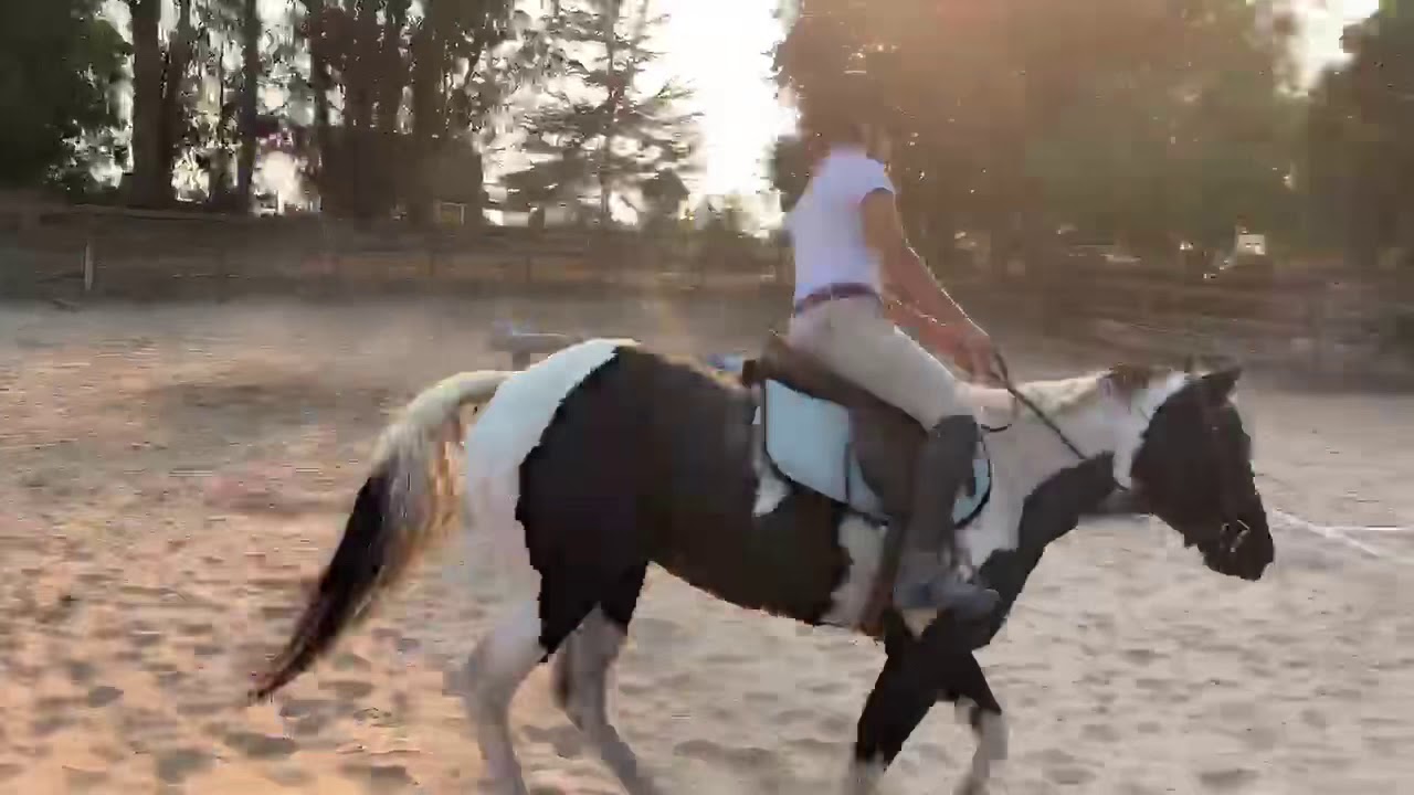 Working hunter cross rails - YouTube