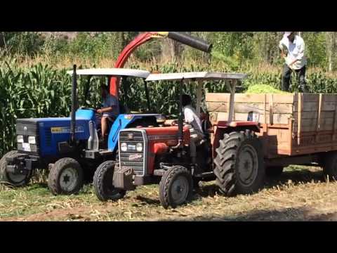 Massey ferguson 255 t silaj işleri