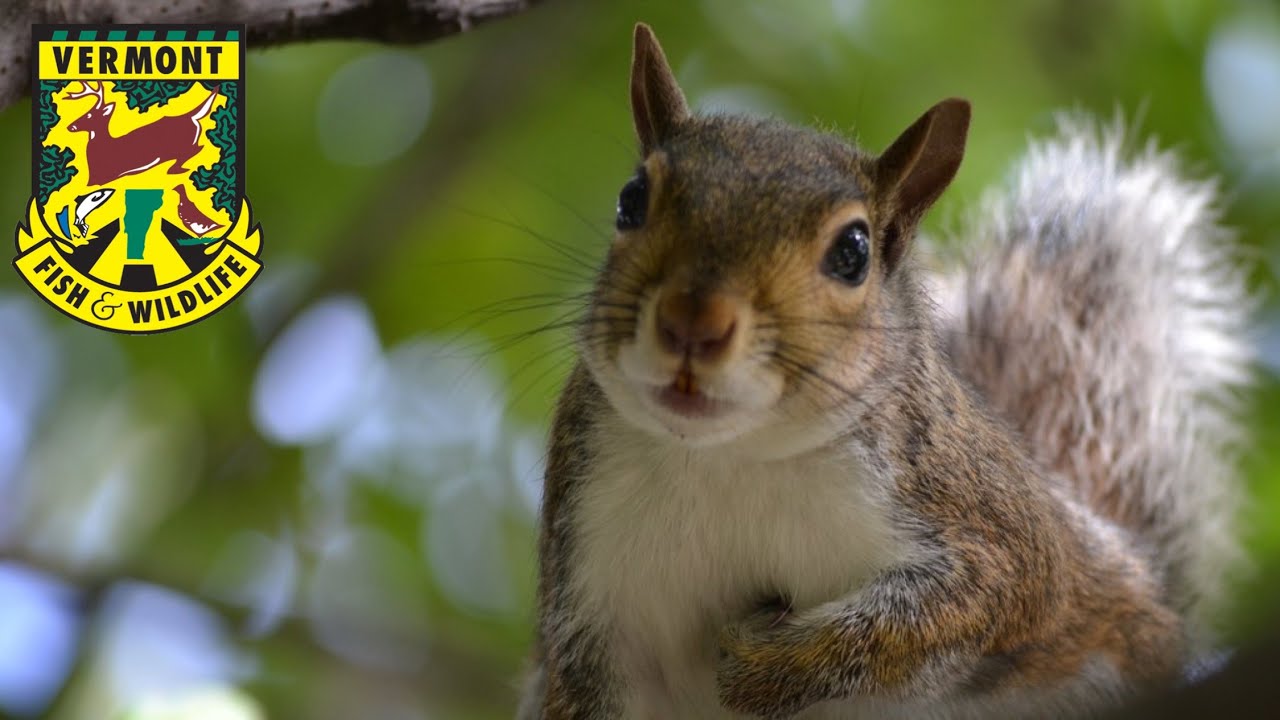 Eastern Fox Squirrel Scat