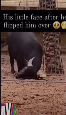 Bull flips turtle - YouTube