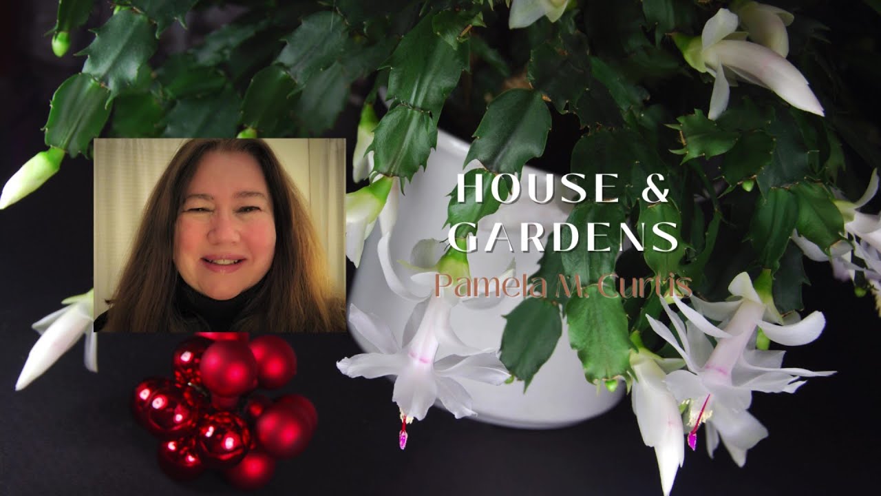 The Christmas Cactus | How to Maintain and Deadhead These Beautiful ...