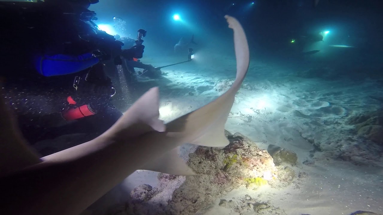 Maldives night dive - YouTube
