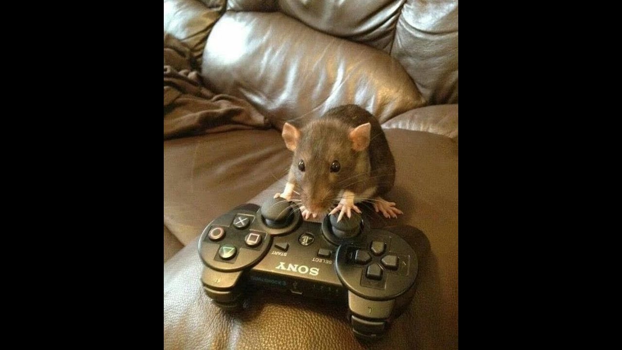 Arena Rat (reupload test) - YouTube