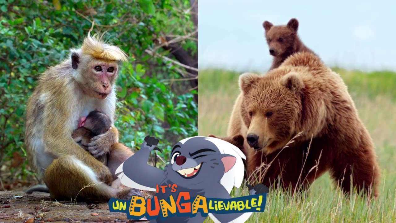 Who’s The Better Babysitter? It’s UnBungalievable! The Lion Guard Short ...