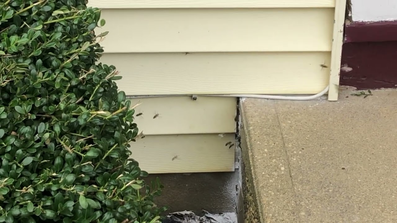 Under the Front Stoop is a Yellow Jackets Nest - YouTube