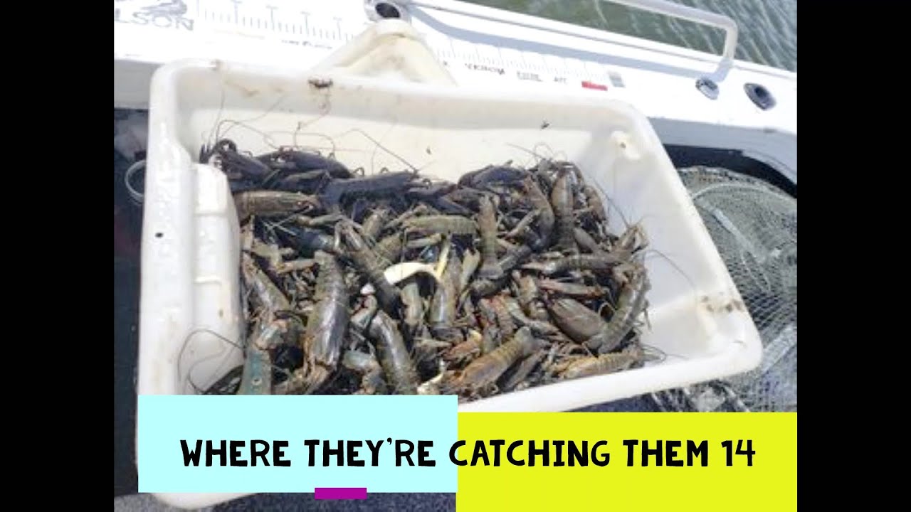 RED CLAW 14 WHERE THEY'RE CATCHING RED CLAW IN QUEENSLAND YABBIES ...