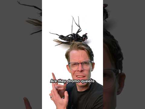 Why Do Flies Come Out Before It Rains