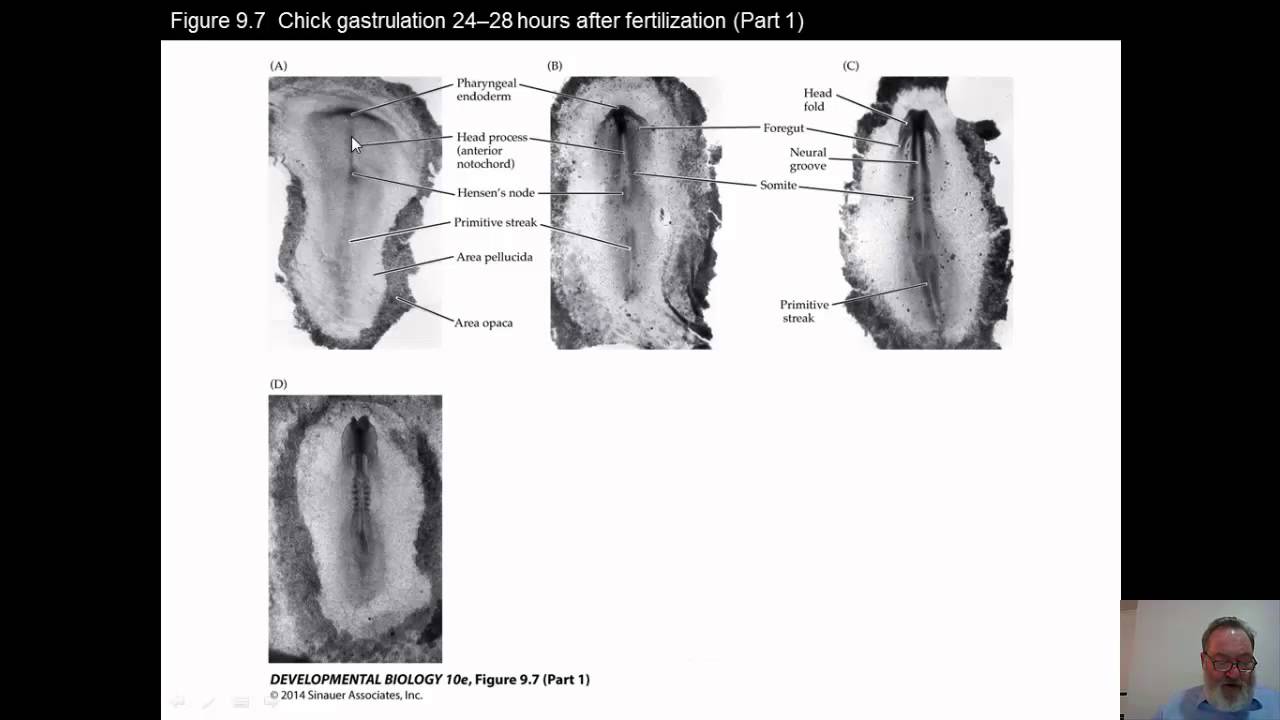Chicken Development - YouTube