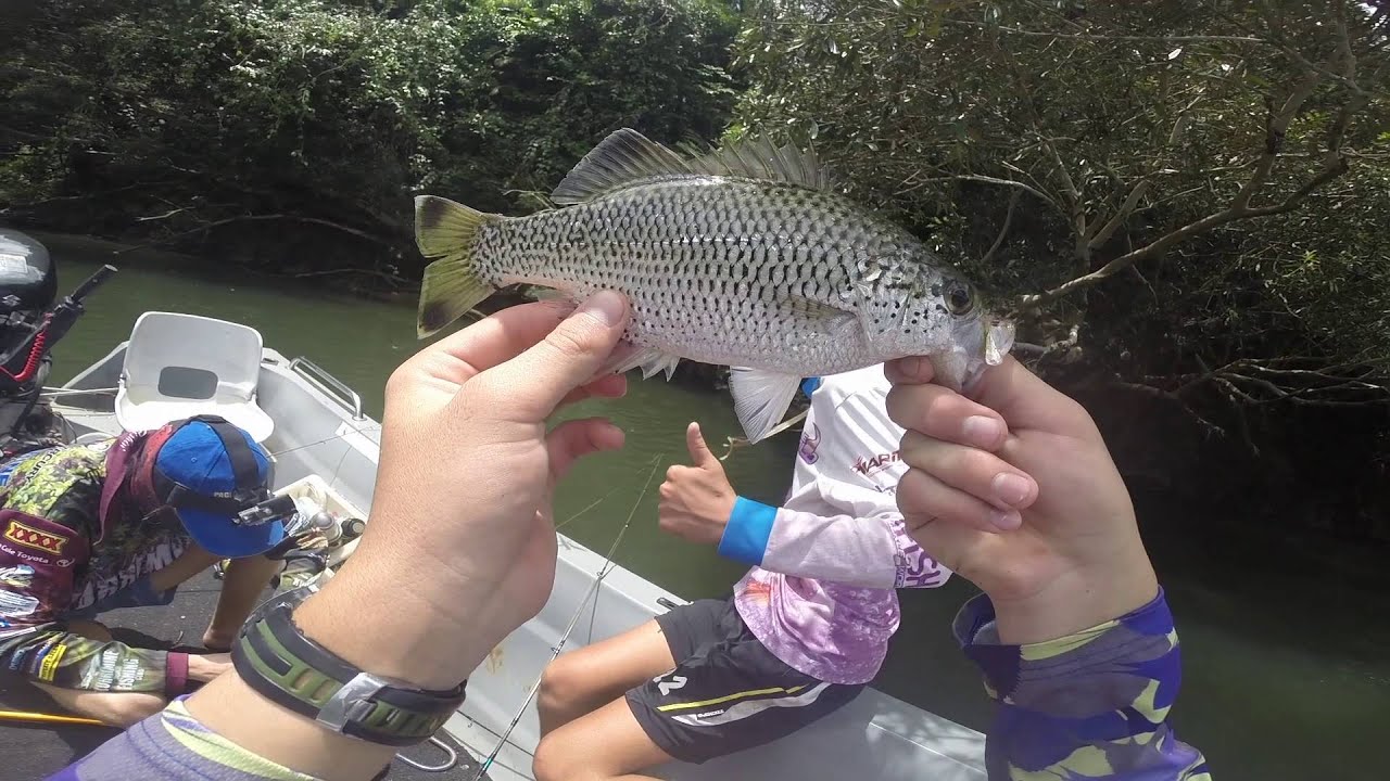 Jungle perch and sooty grunter fishing fnq - YouTube