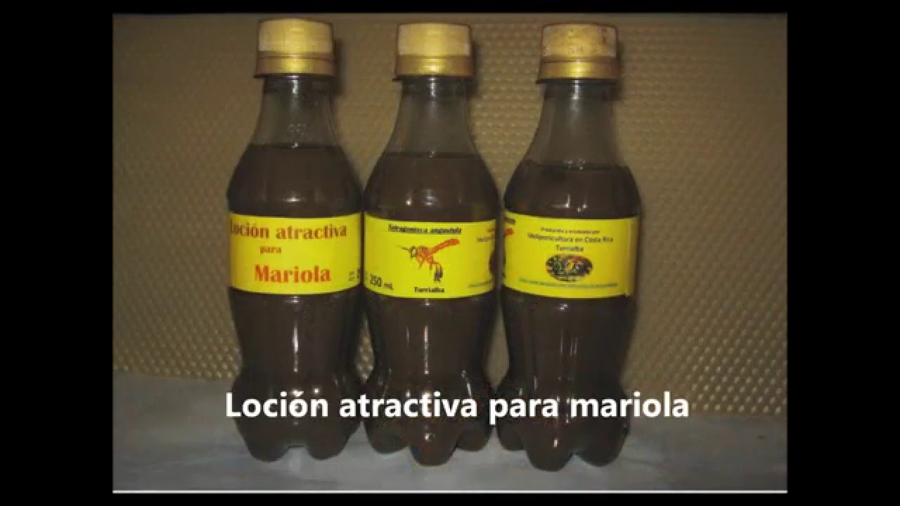 Captura de enjambres abeja sin aguijón con loción atractiva - YouTube