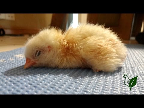 Baby chicks hatching!