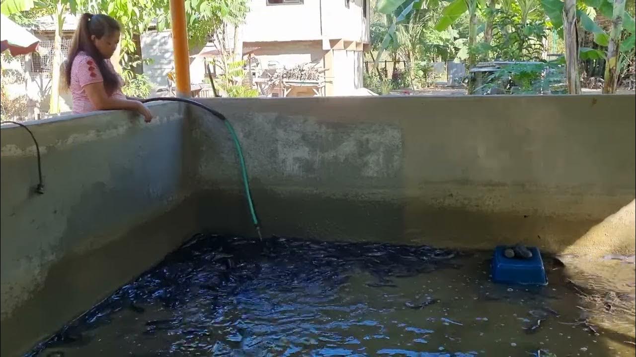 Unang palit ng tubig sa concrete fishpond - YouTube
